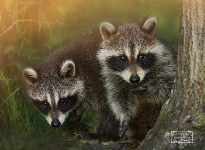 Wildlife – Storyteller Photography: Images by Rebecca